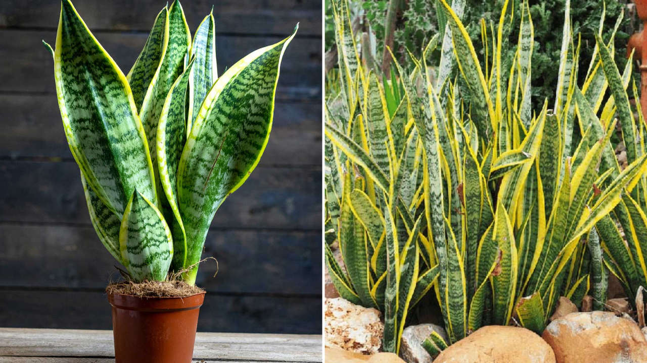 3 bí quyết chăm cây lưỡi hổ, không cần bón phân lá vẫn xanh mơn mởn ...