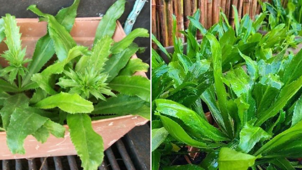 Mẹo trồng rau mùi tàu (ngò gai) lá to, xanh mướt, tha hồ có rau ăn ...