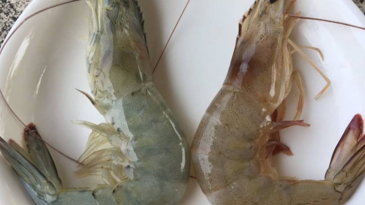 Người bán tôm mách nước: Cách phân biệt tôm nuôi và tôm tự nhiên, hóa ...