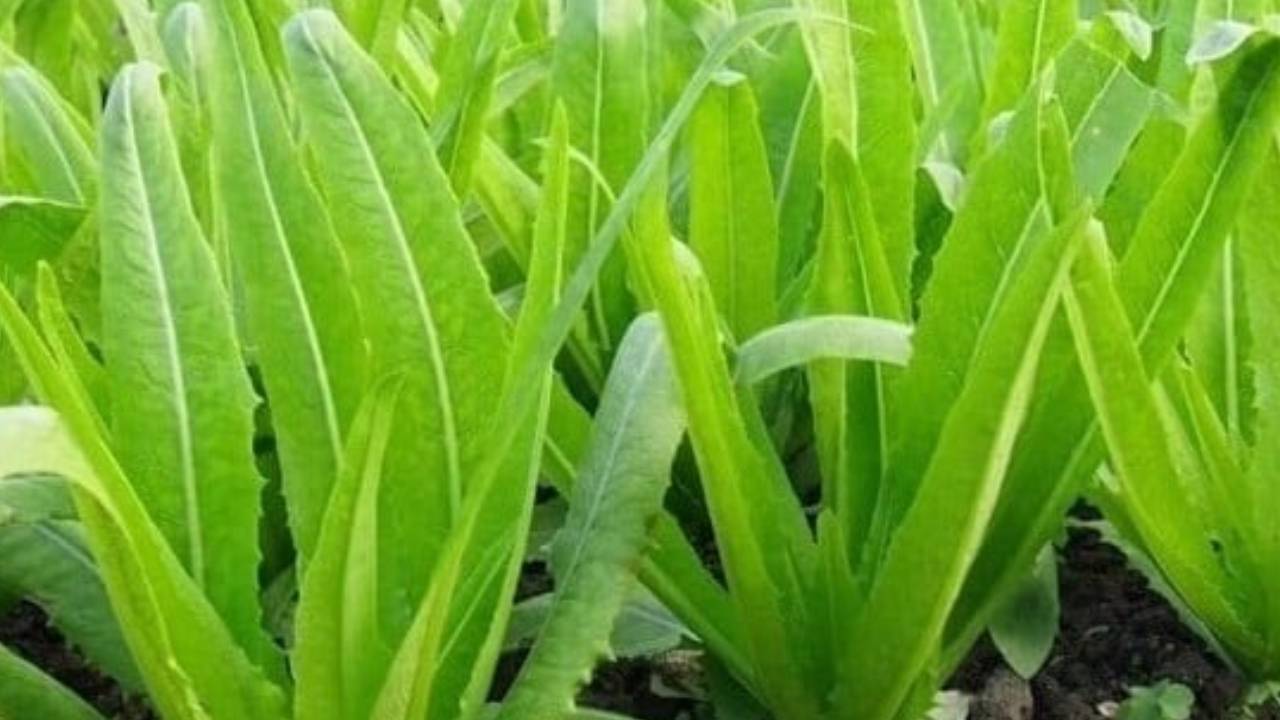 Loại rau giàu canxi gấp đôi sữa, ăn sống hay nấu chín đều bổ xương chắc ...