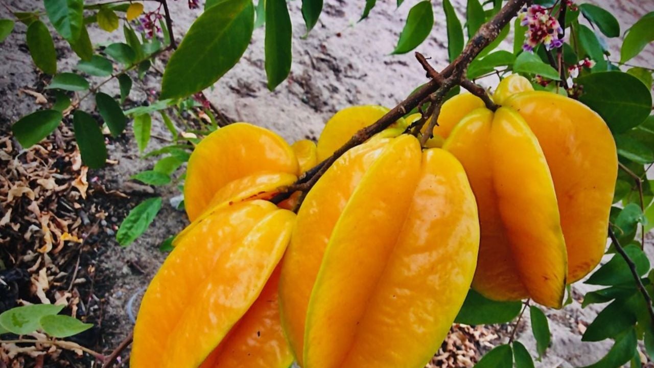 Người xưa nói trồng cây khế trước nhà gia đình khỏe mạnh may mắn, nhất là người tuổi này rất hợp ...