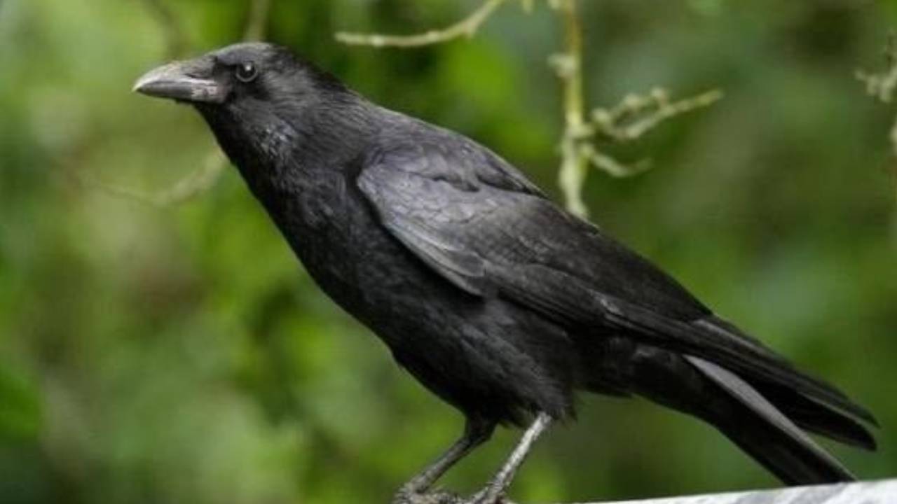 Con hỗn láo, đừng la mắng – Áp dụng ngay “Luật Quạ” để dạy con nể phục