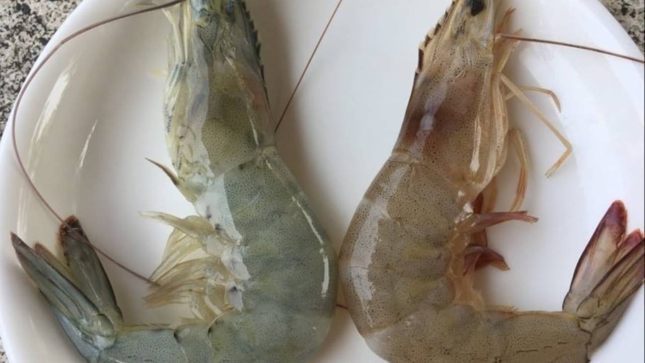 Người bán tôm mách nước: Cách phân biệt tôm nuôi và tôm tự nhiên, hóa ra cực dễ, ai cũng làm được