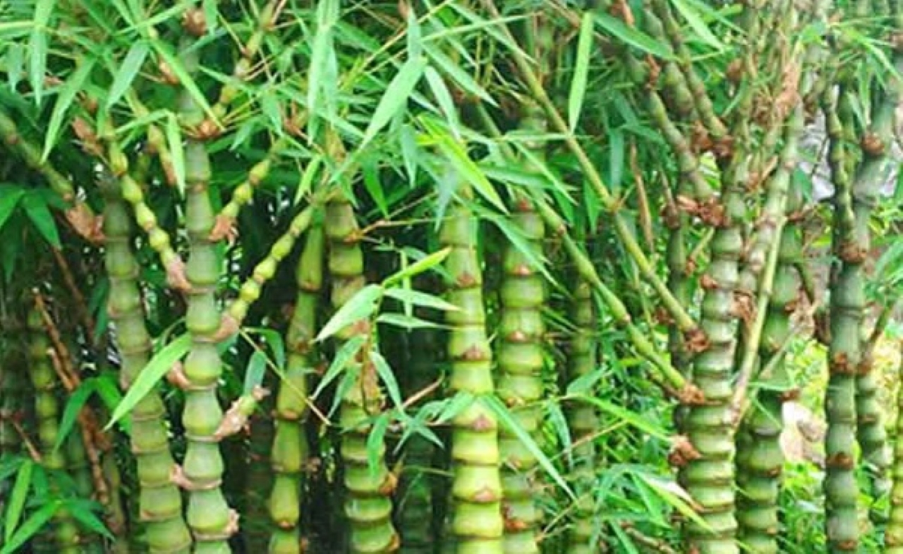 Tháng 7 Âm lịch, trồng 3 cây cảnh phong thủy này trước cổng để hóa giải ...