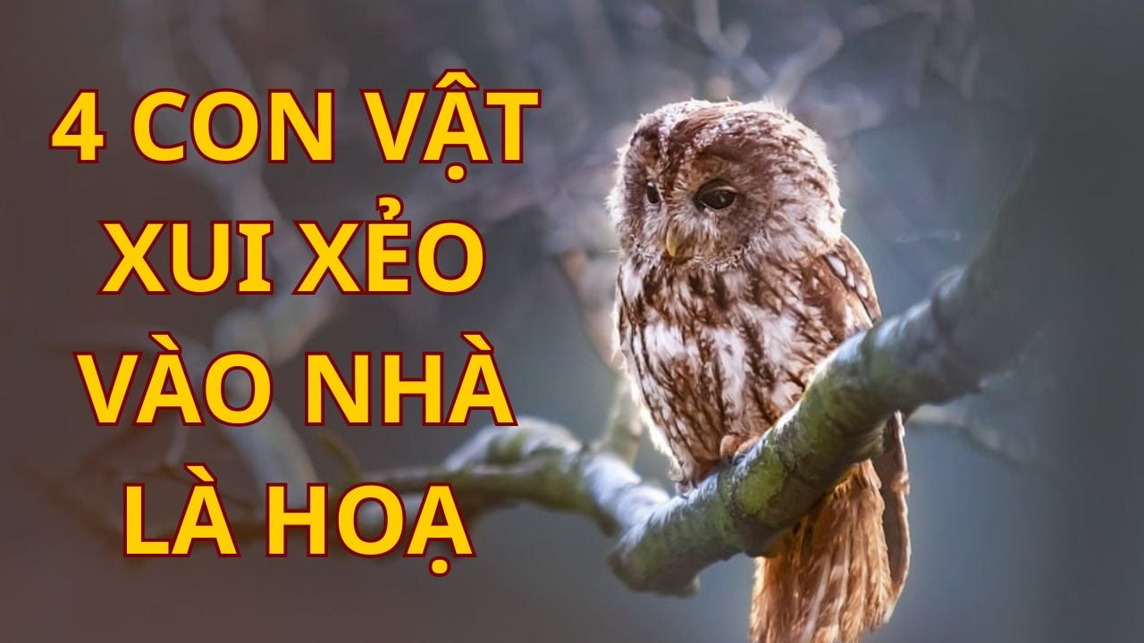 4 loài vật vào nhà là mang vận xui: Phải cẩn thận đề phòng