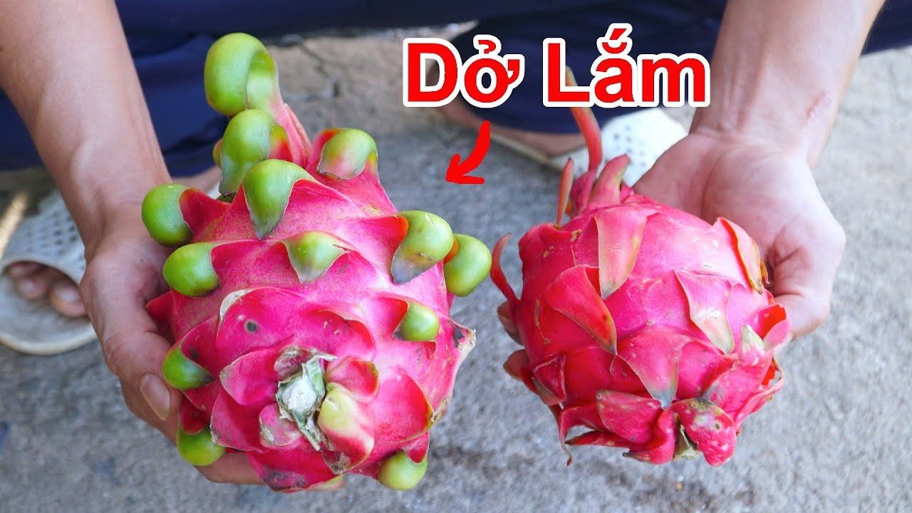 Mua thanh long chọn quả tai ngắn hay tai dài? Biết điểm này chọn 10 quả ...