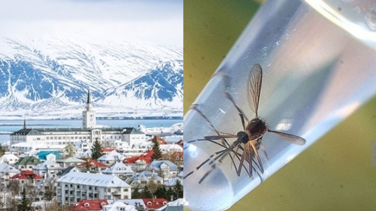 Quốc gia duy nhất trên thế giới không có 1 con muỗi cả trăm năm qua. Vì ...