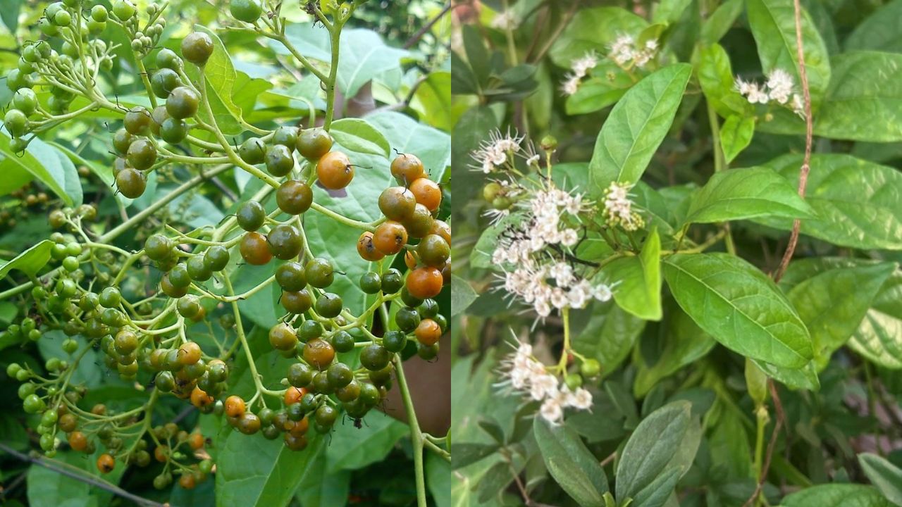 Cây xạ đen dược liệu vàng, nhiều công dụng nhưng Không Phải ai cũng nên ...