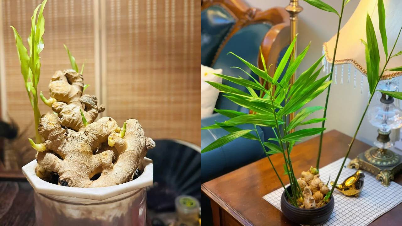 Tết 2026 nên bày 3 loại cây này trong nhà để hút tài lộc, cả năm phát đạt