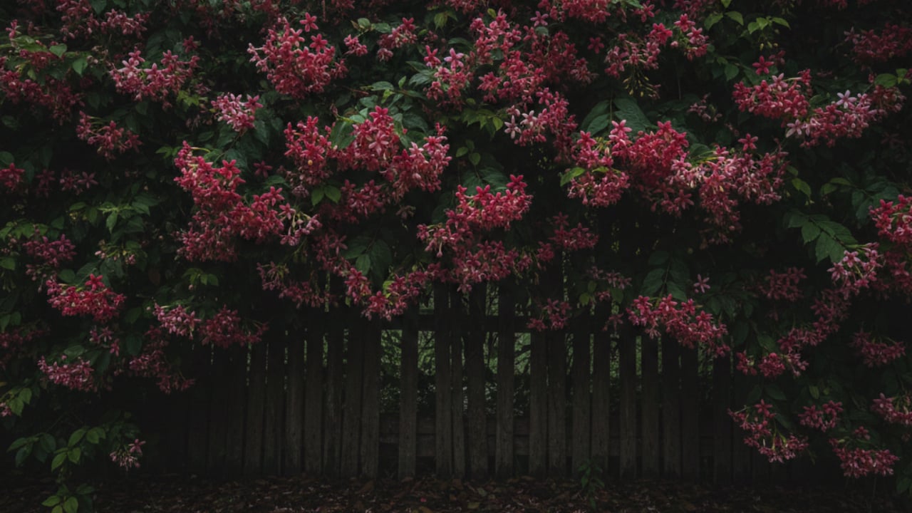 4 loại cây trồng quanh nhà dễ khiến rắn xuất hiện, nhiều gia đình không ...