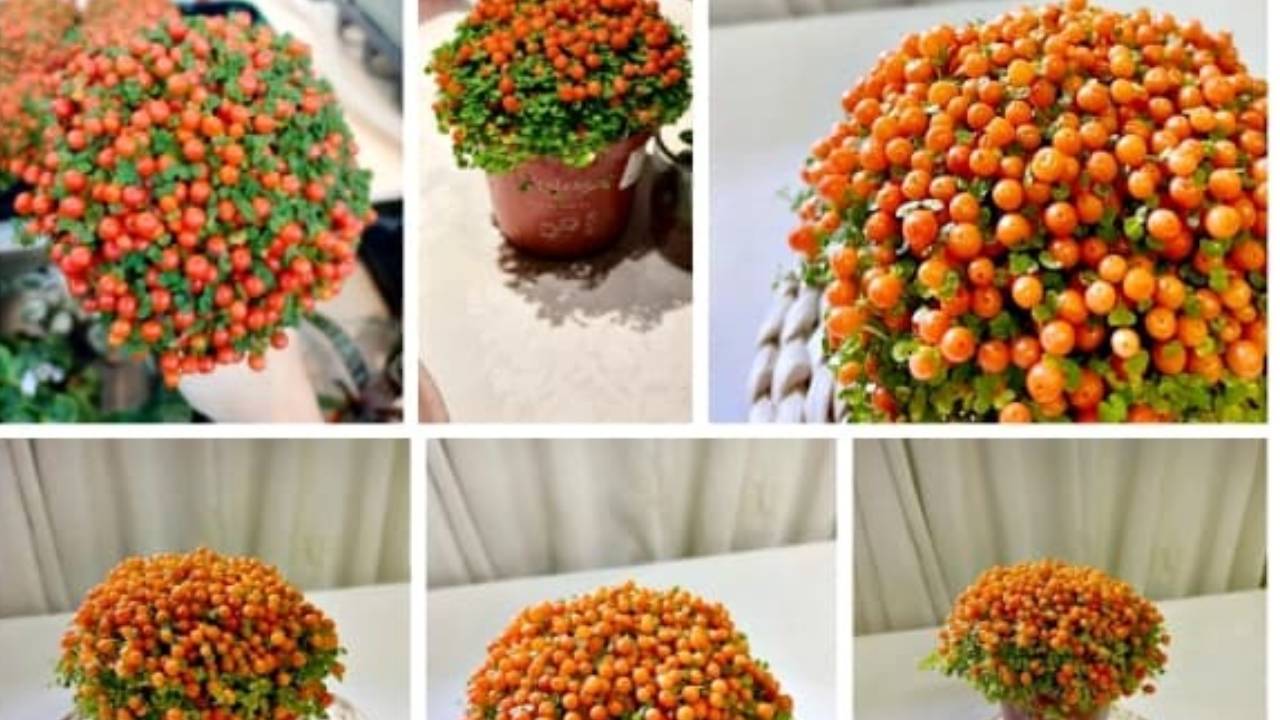 Bảo bối phong thủy Tết Bính Ngọ 2026: Bé xíu nhưng đỏ vận cả năm, tên ...