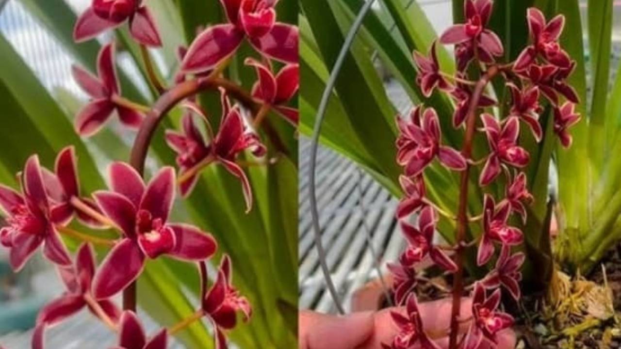 3 loại hoa “vượng tài - trấn trạch” mạnh hơn lưỡi hổ, kim tiền: Trồng ...