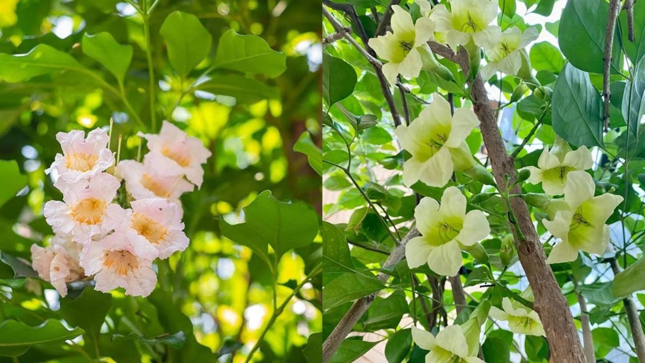 Hiện tượng cây hạnh phúc nở hoa mang ý nghĩa gì? 5 điều gia chủ nên ...