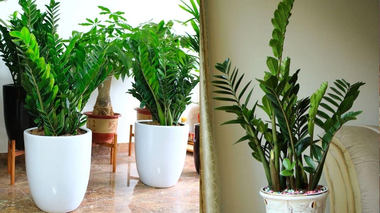 5 lợi ích khi trồng cây kim tiền trong nhà