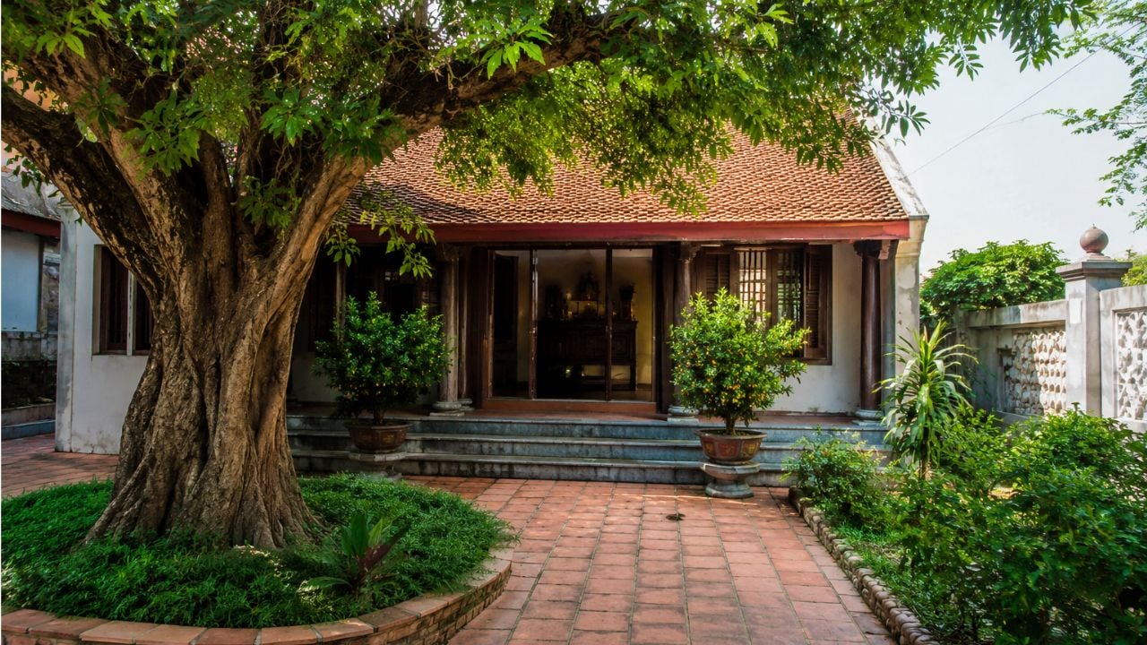 Người xưa nhắc nhở: 3 loại cây không nên trồng trước nhà kẻo hao tài ...
