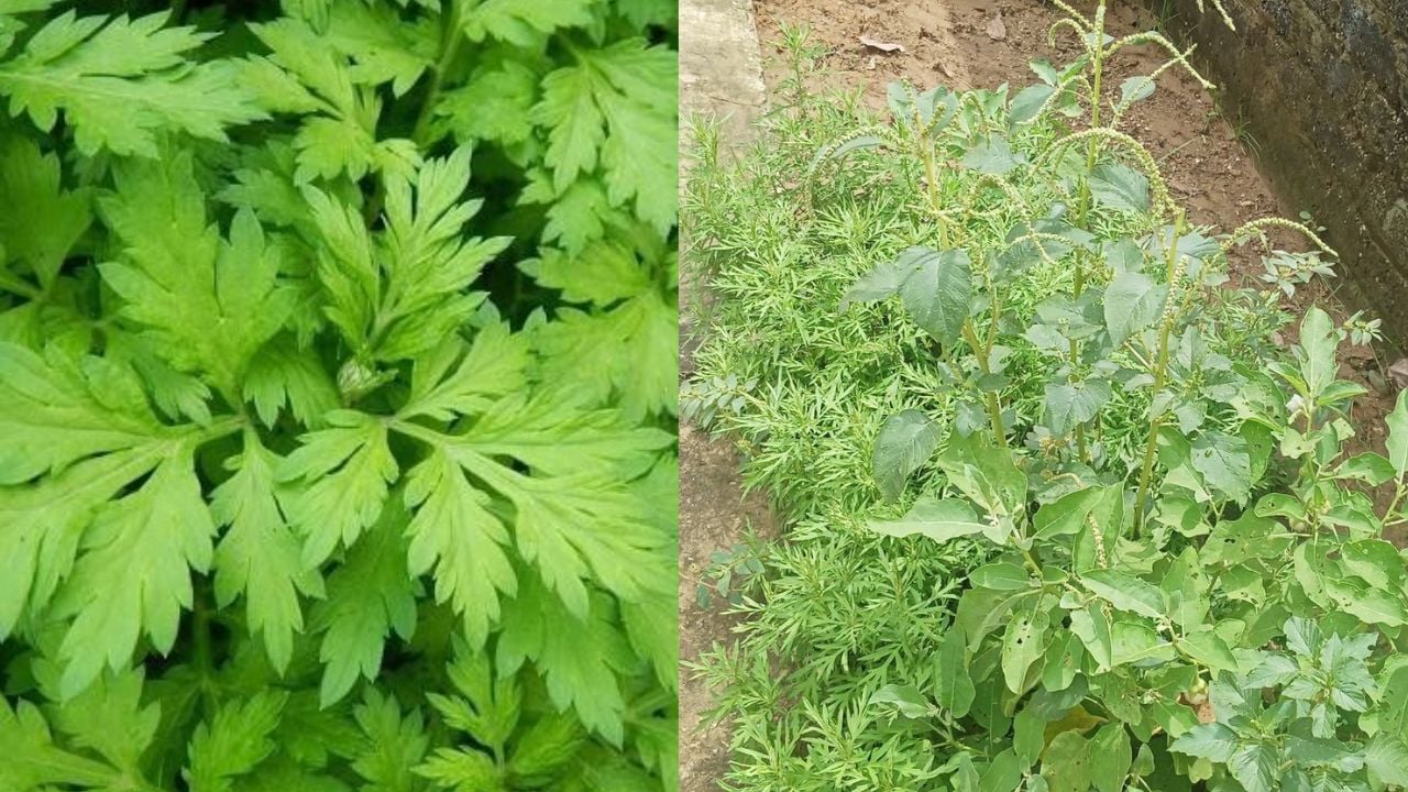 Vì sao người xưa dặn con cháu nên trồng ngải cứu trước cửa nhà? Hóa ra ...