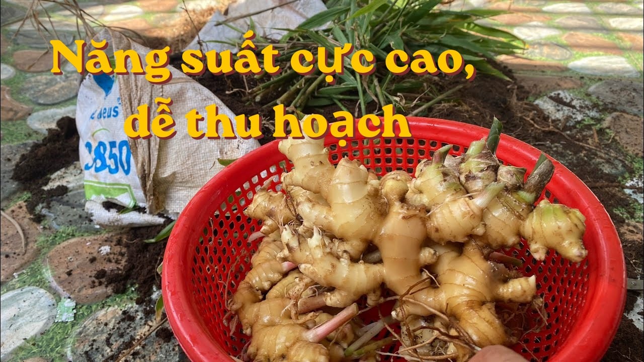 Cách trồng gừng trong bao tải, củ nhiều, thu hoạch dễ