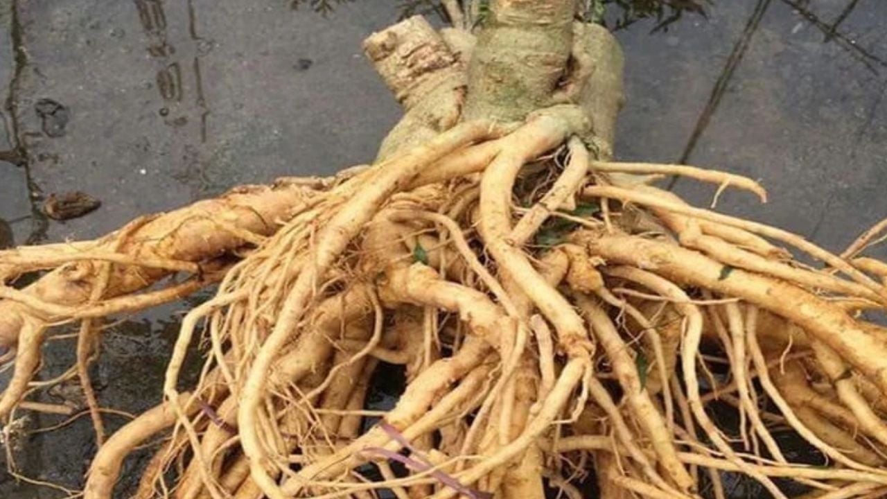 Củ đinh lăng có phải càng lâu năm càng tốt? Mẹo chọn củ đinh lăng chuẩn ...